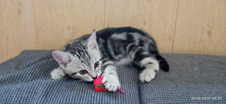 Продаю КОТЯТ породы скоттиш страйт. НЕ ДОРОГО!