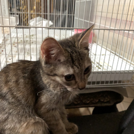 Котята в хорошие руки