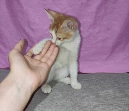 Домашние котятки в заботливые руки