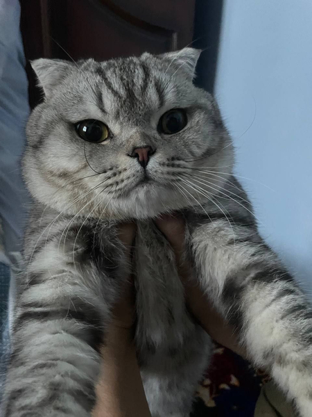 Вязка шотландского вислоухого кота