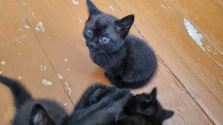 Отдадим котят домашние тигры)