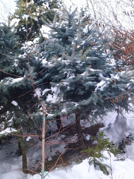 Новогодние ели на срез!