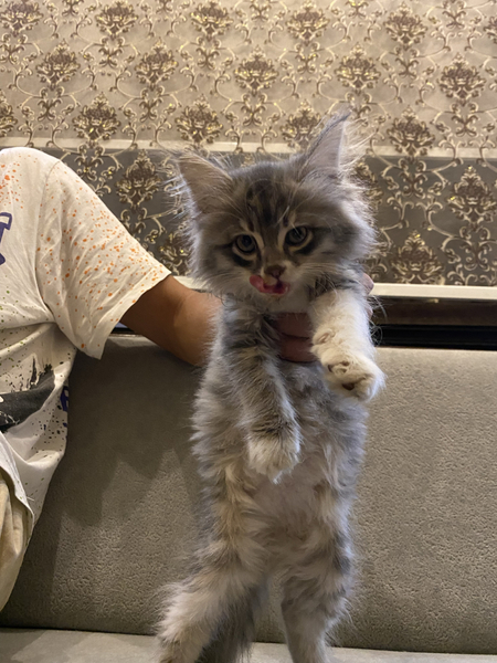 сиби рская кошка