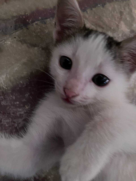Котёнок даром в добрые руки