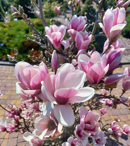 Magnolia sulanja