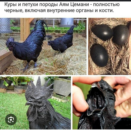 Qora tovuq va jojalar