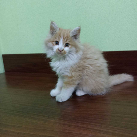 Продаётся котята