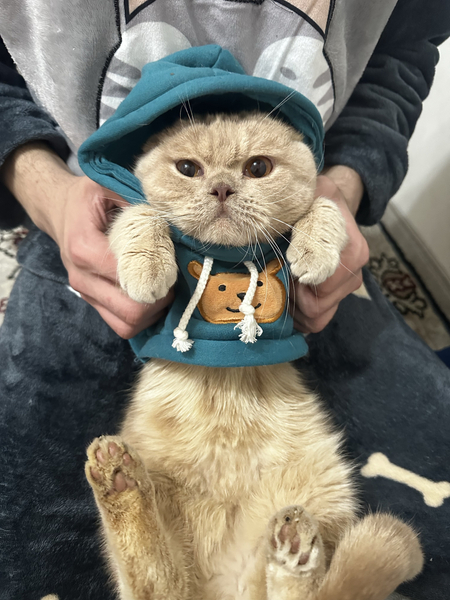 Тоза зотли скоттиш фолд