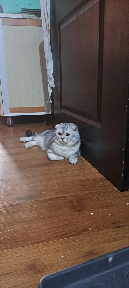 Шотландский веслоухий