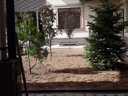 Gazon ekish xizmati. Gazon rulon .