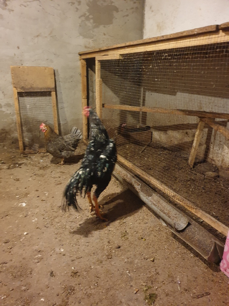 Daka xoroz sotiladi