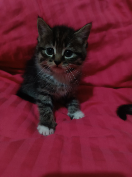 Продаются котята