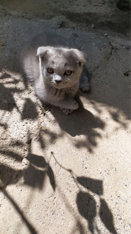 котята фолд и страйт