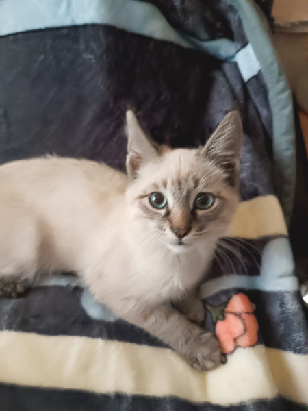 Тайский котёнок!
