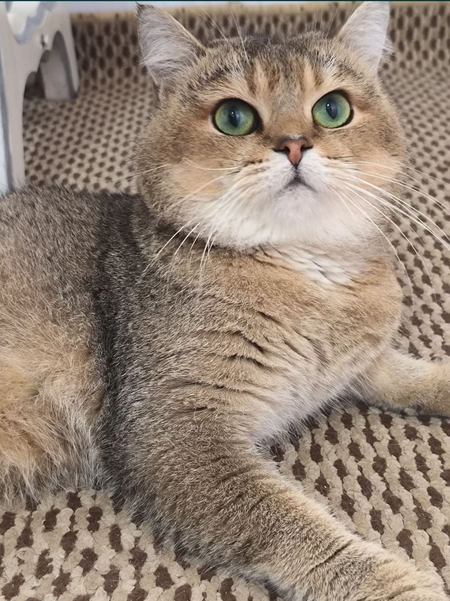 Скоттиш страйт мальчик