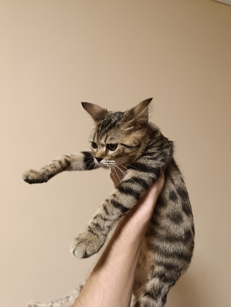 Бенгальский котенок | Bengal mushugi