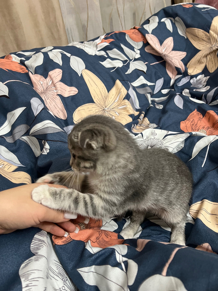 Шотландский вислоухий котенок