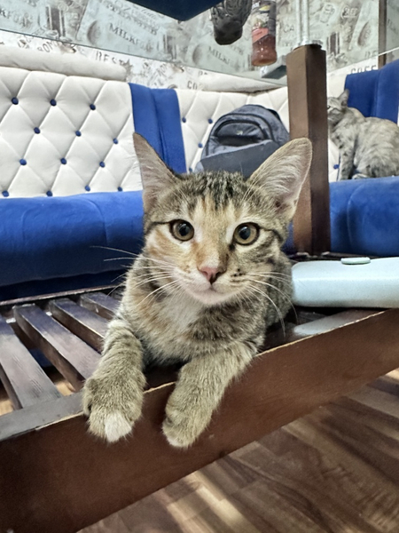 Кошечка в хорошие руки