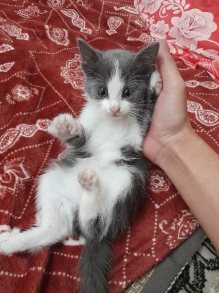 Котёнок девочка 2 месяца
