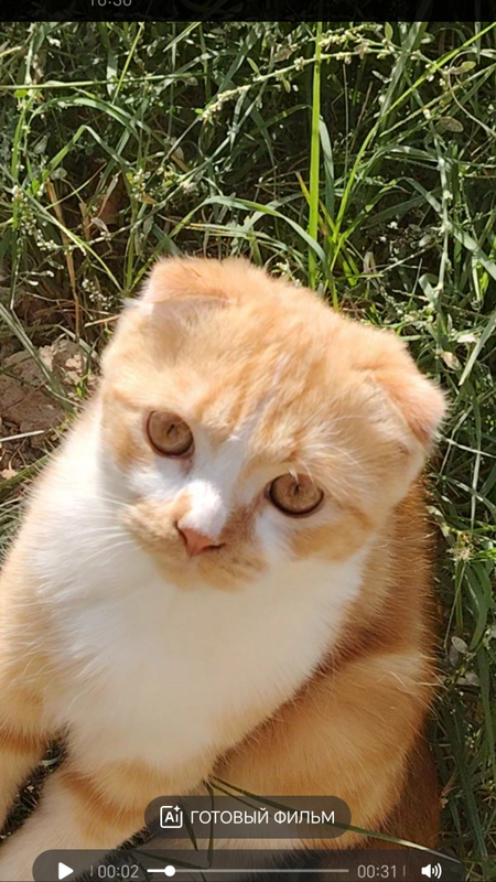 Котенок с красивым серо белым окрасом