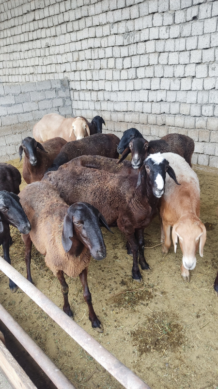 solu qoylar sotiladi