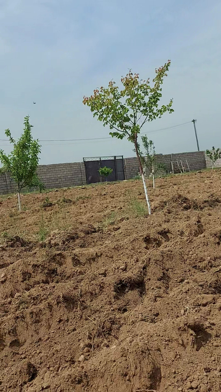 Dacha Дача 6 sot yer  Piskent