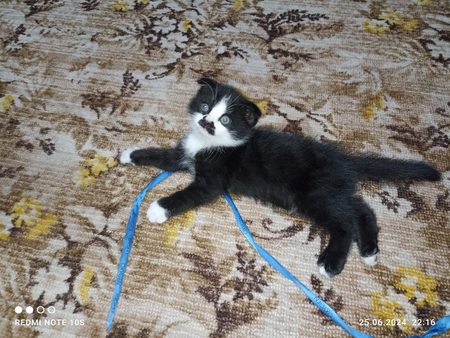 Котята скоттиш фолд