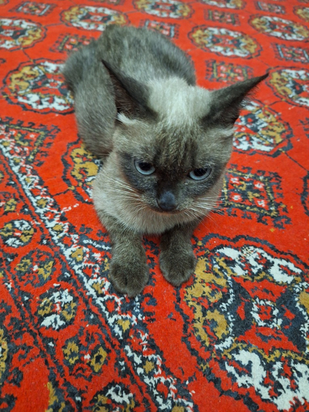 Кошки сиямские породистые