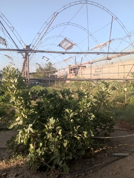 Арендага ховли назарбек туркистон