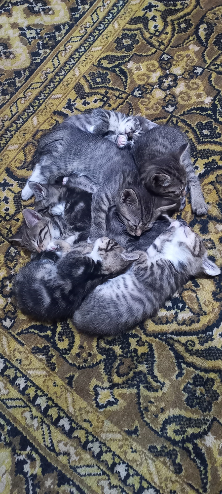 Отдам котят в хорошие руки