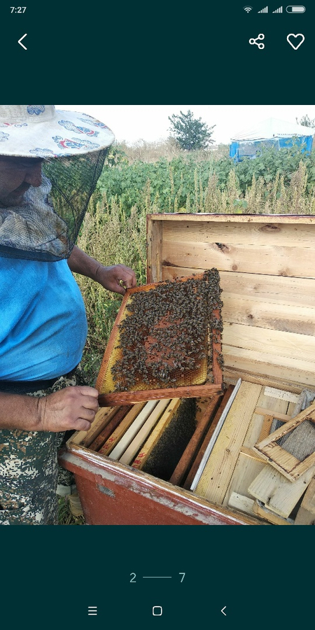 Асал бор. Кафолатли. Писта асали. Нарҳи бир килоси 135 000