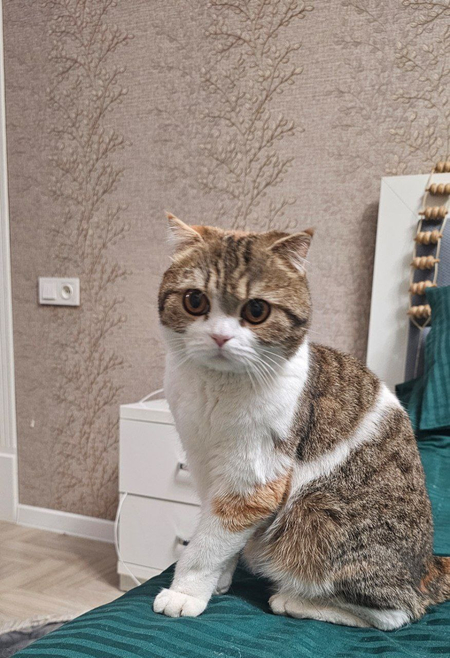 Кошка 2 года выслоухой .,девочка.
