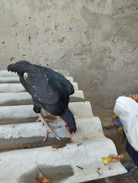 Ganoya karis makiyon 1 tule boladi 8 oyli boʻladi