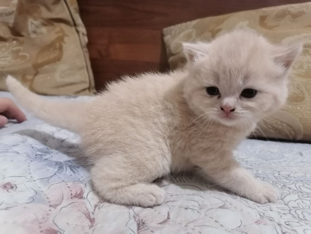Готовятся к продаже котята скоттиш фолд и страйт