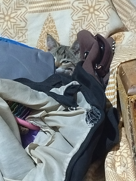 Котёнок для добрых людей