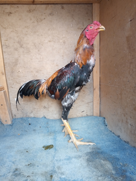 Dakan xoʻroz sotiladi