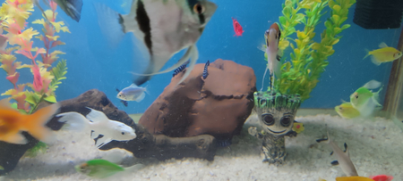 Akvarium mirniy baliqlari sotiladi