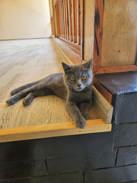 Кошка породы скоттиш страйт