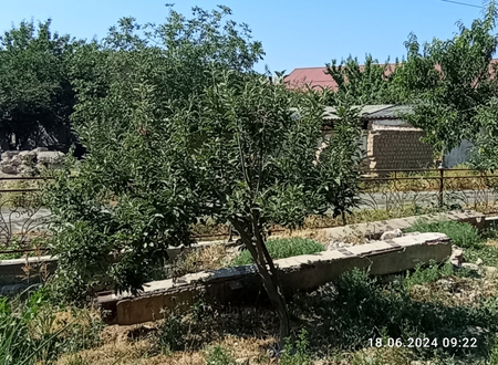 Biton stalba 2 ta