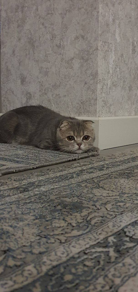 Scottish fold veslouha