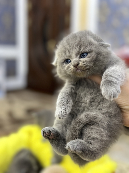 Лиловый комочек счастья с набивной шубкой