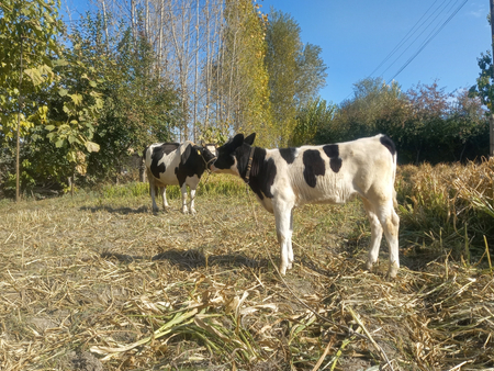 Ekki dona buzoq sotiladi