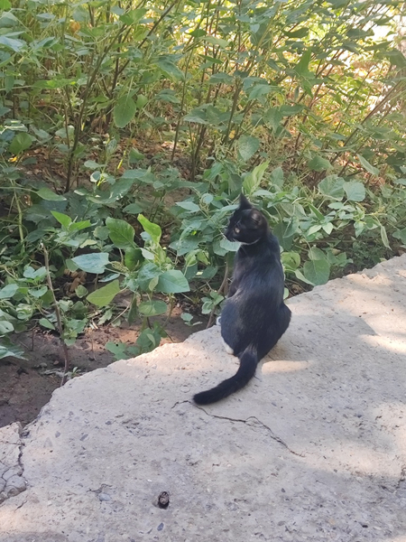 Кошки котята для дома