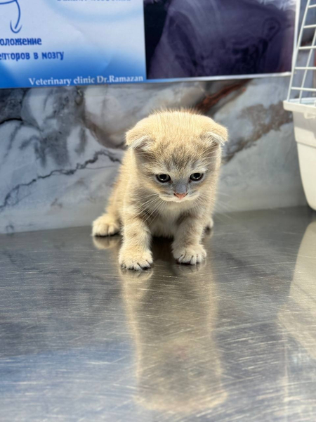 Скотиш Страйт шиншилла мальчики