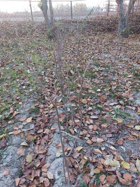Nihol kuchatlari sotila