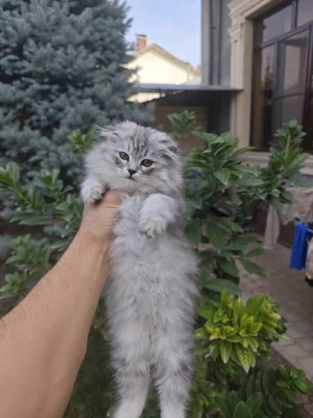 Скотиш фолд ( хайланд)