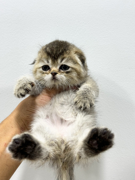 Скотиш фолд