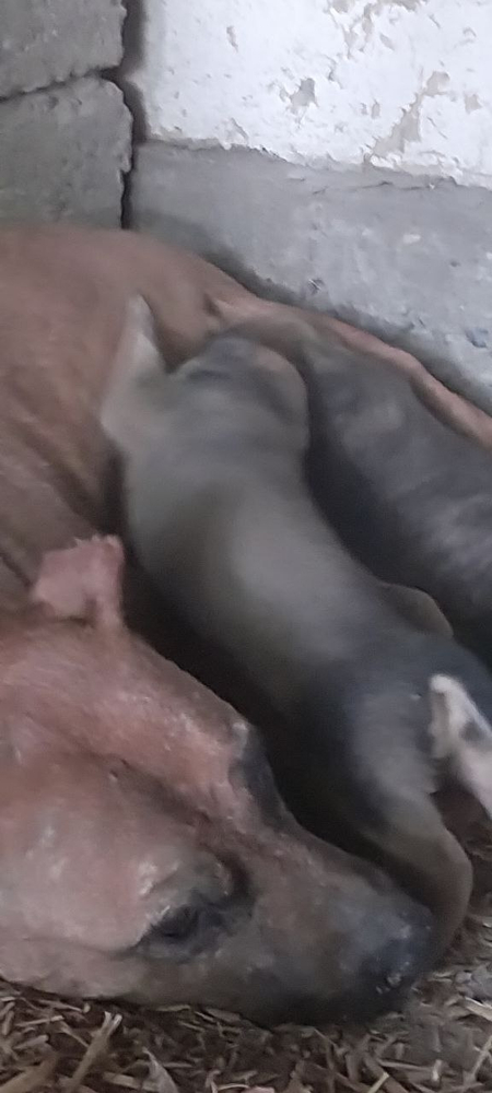 Pitbul Bolalari Sotiladi