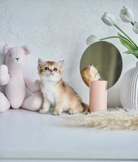 Котята золотые шиншилы