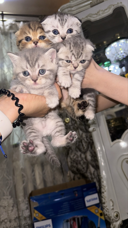 Продаются котята скотиш фолд (чистокровные) мушуклар сотилади фолд